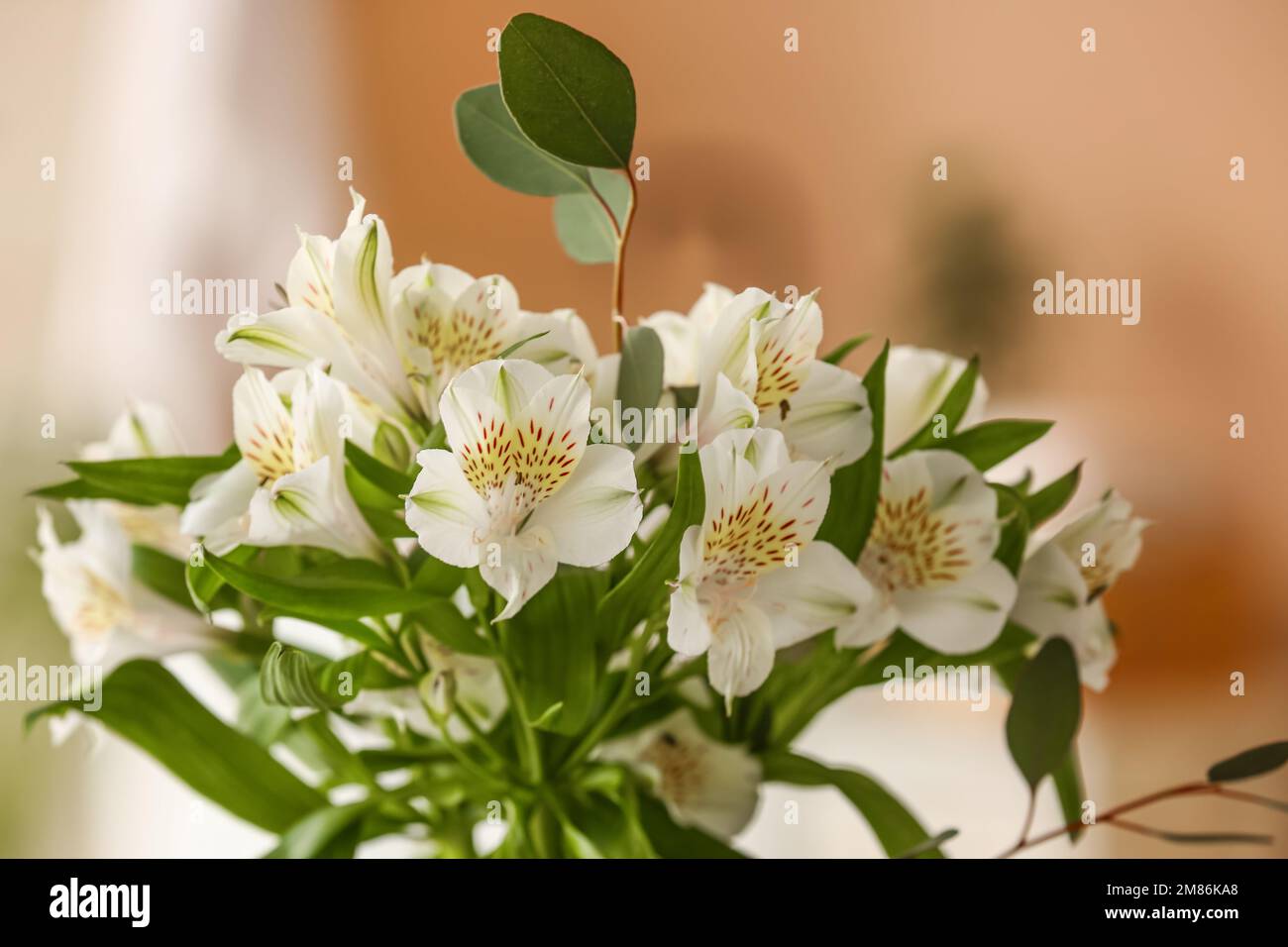 Bouquet of alstroemeria flowers, closeup Stock Photo - Alamy