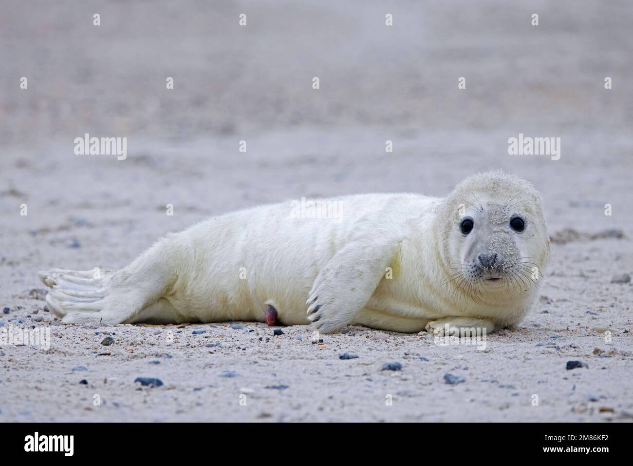 Grey seal / gray seal (Halichoerus grypus) portrait of cute newborn pup ...