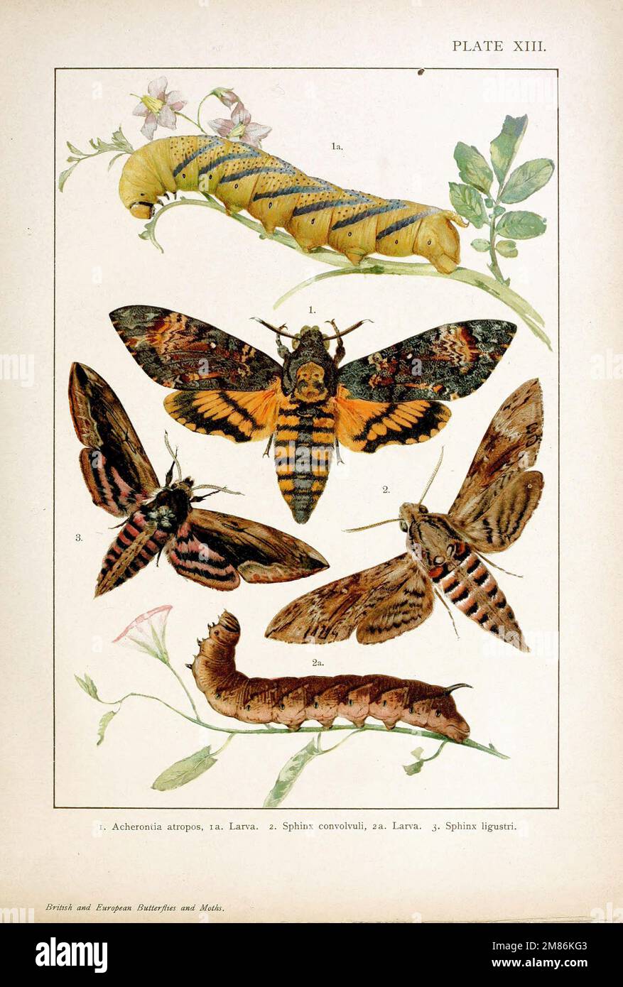 British and European butterflies and moths (Macrolepidoptera Stock ...