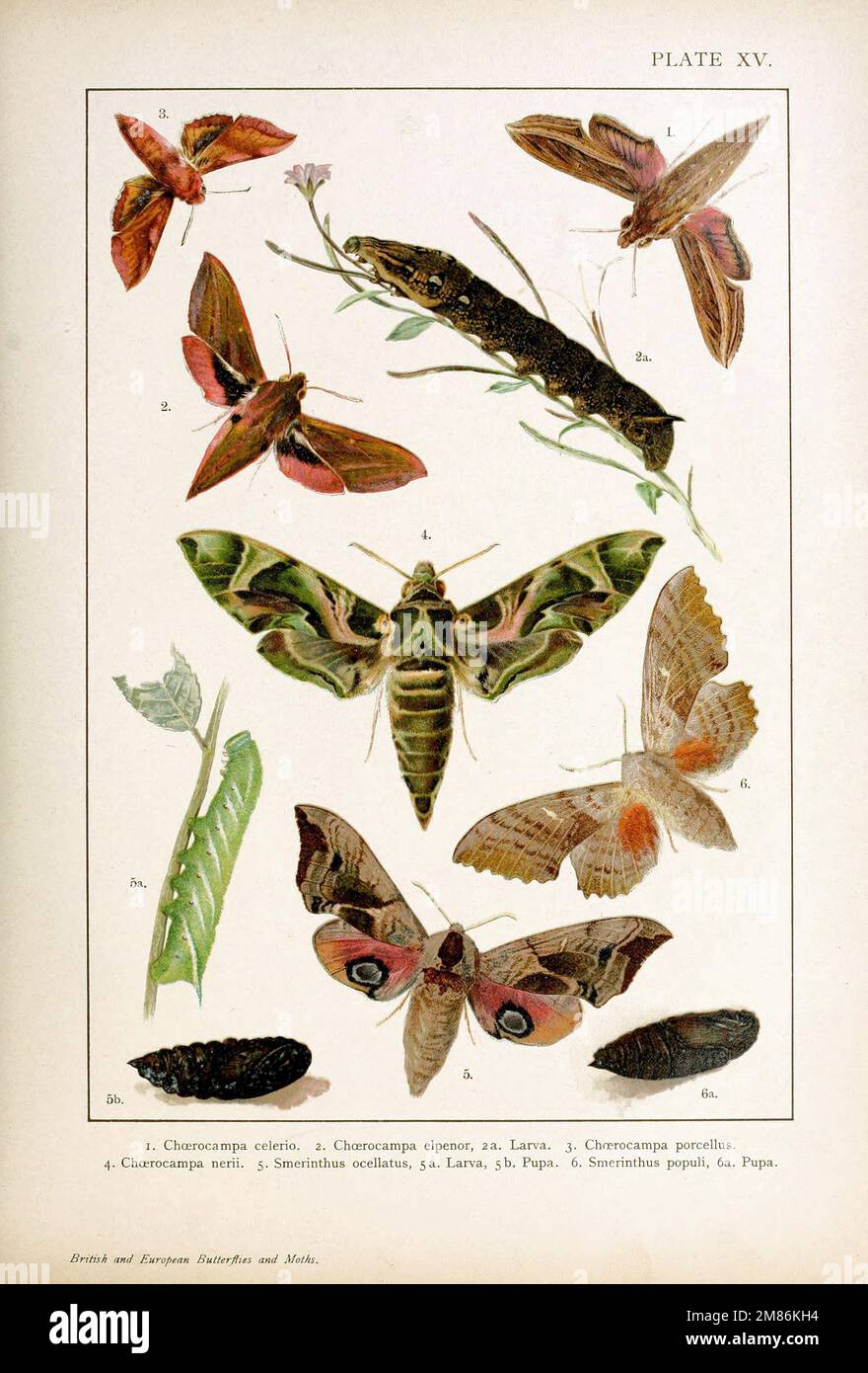 British and European butterflies and moths (Macrolepidoptera Stock ...