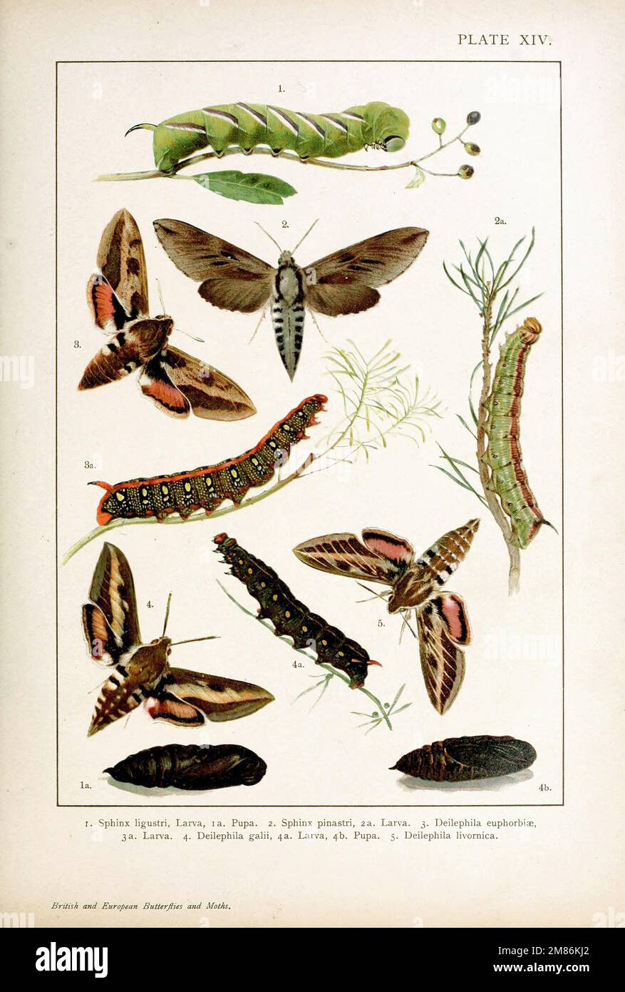 British and European butterflies and moths (Macrolepidoptera Stock ...