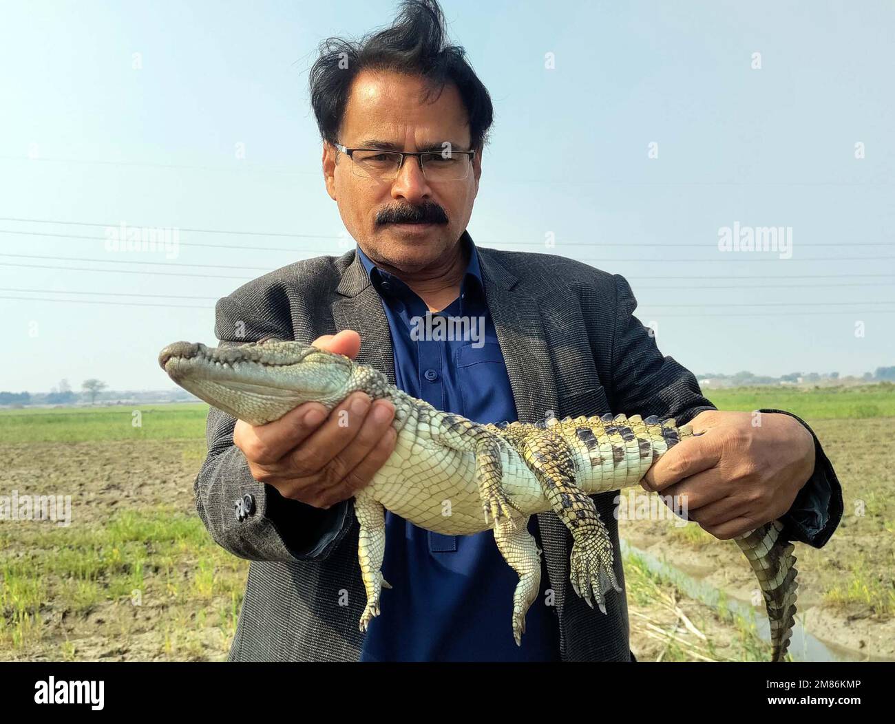 Hyderabad, Pakistan, January 12, 2023. View of a baby crocodile rescue ...