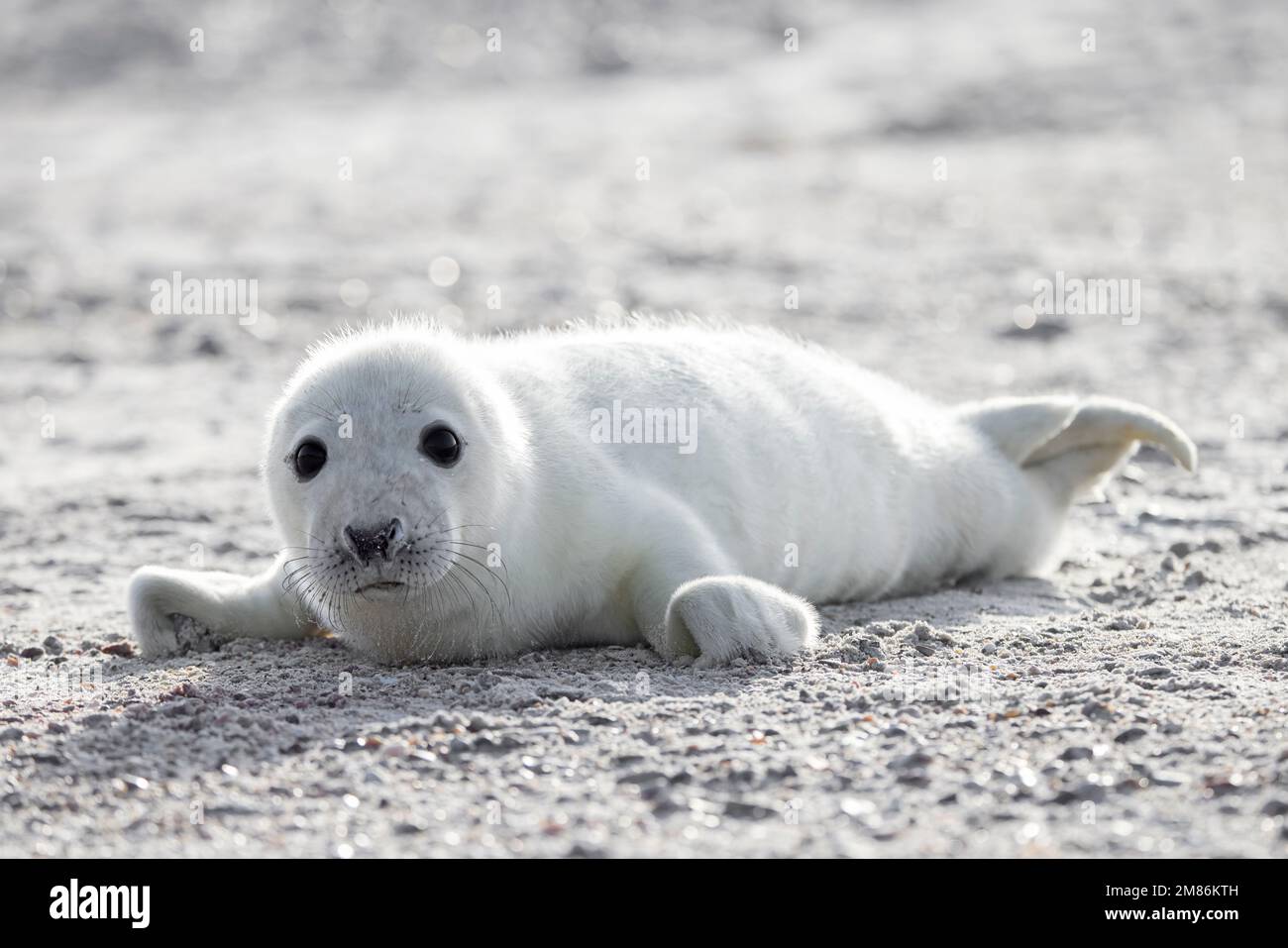 Grey seal / gray seal (Halichoerus grypus) portrait of cute newborn pup ...