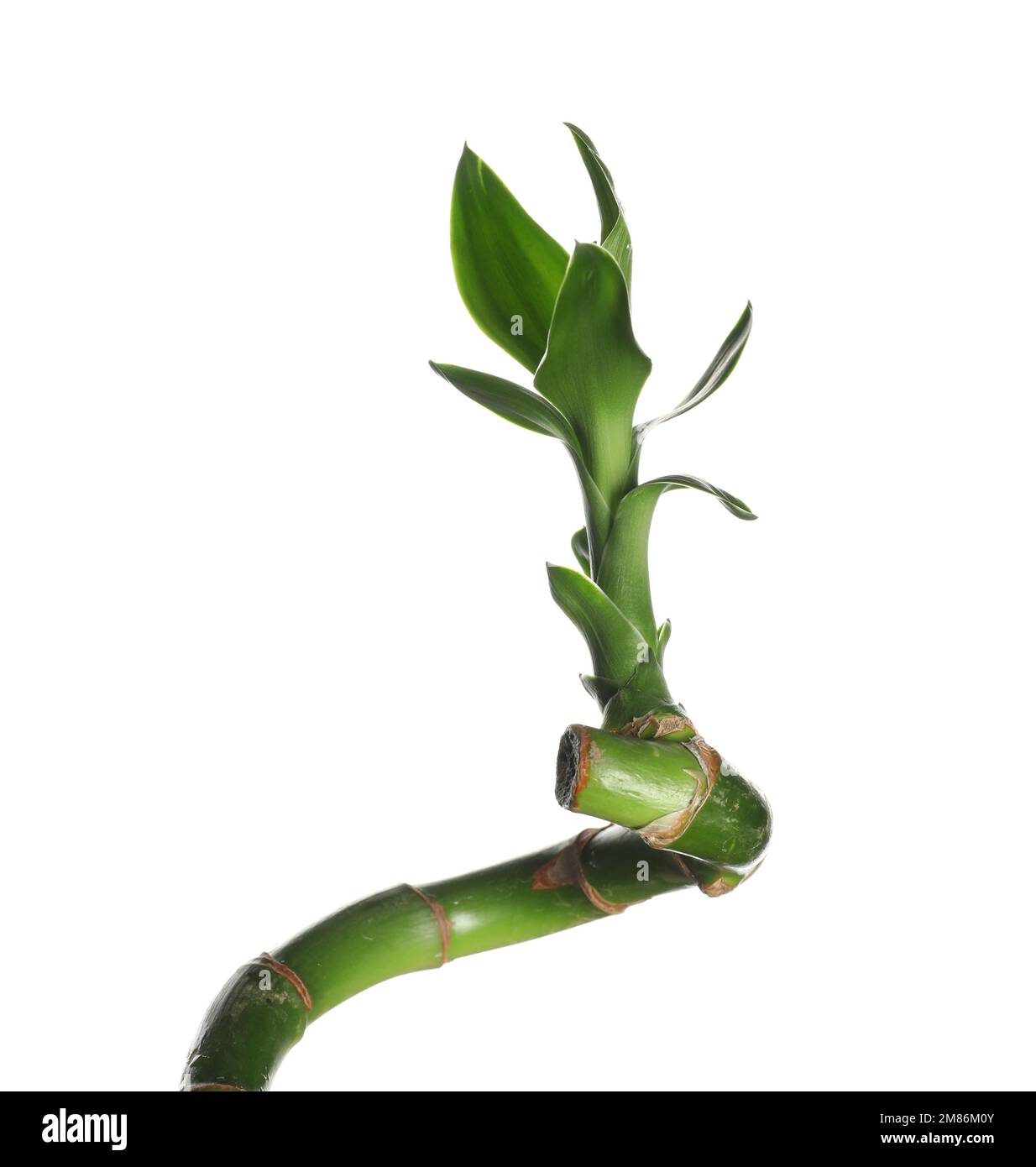 Bamboo branch isolated on white background Stock Photo - Alamy