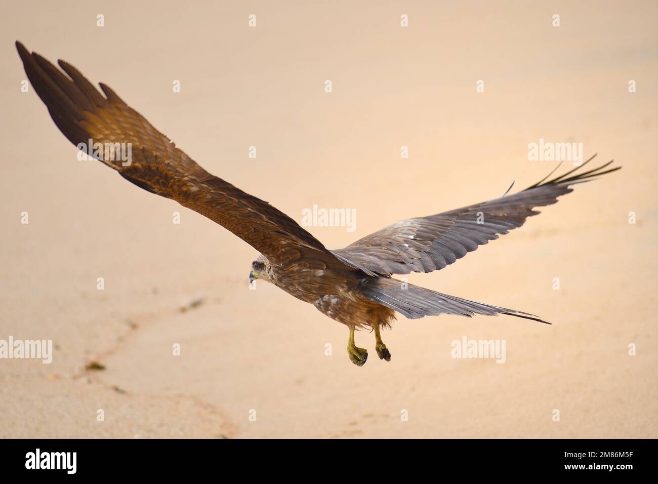 Eagle flying with wings wide open in sky Stock Photo - Alamy
