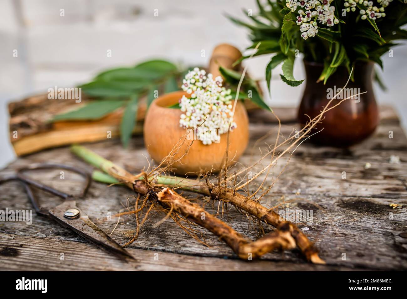 Dried shrub root hi-res stock photography and images - Alamy