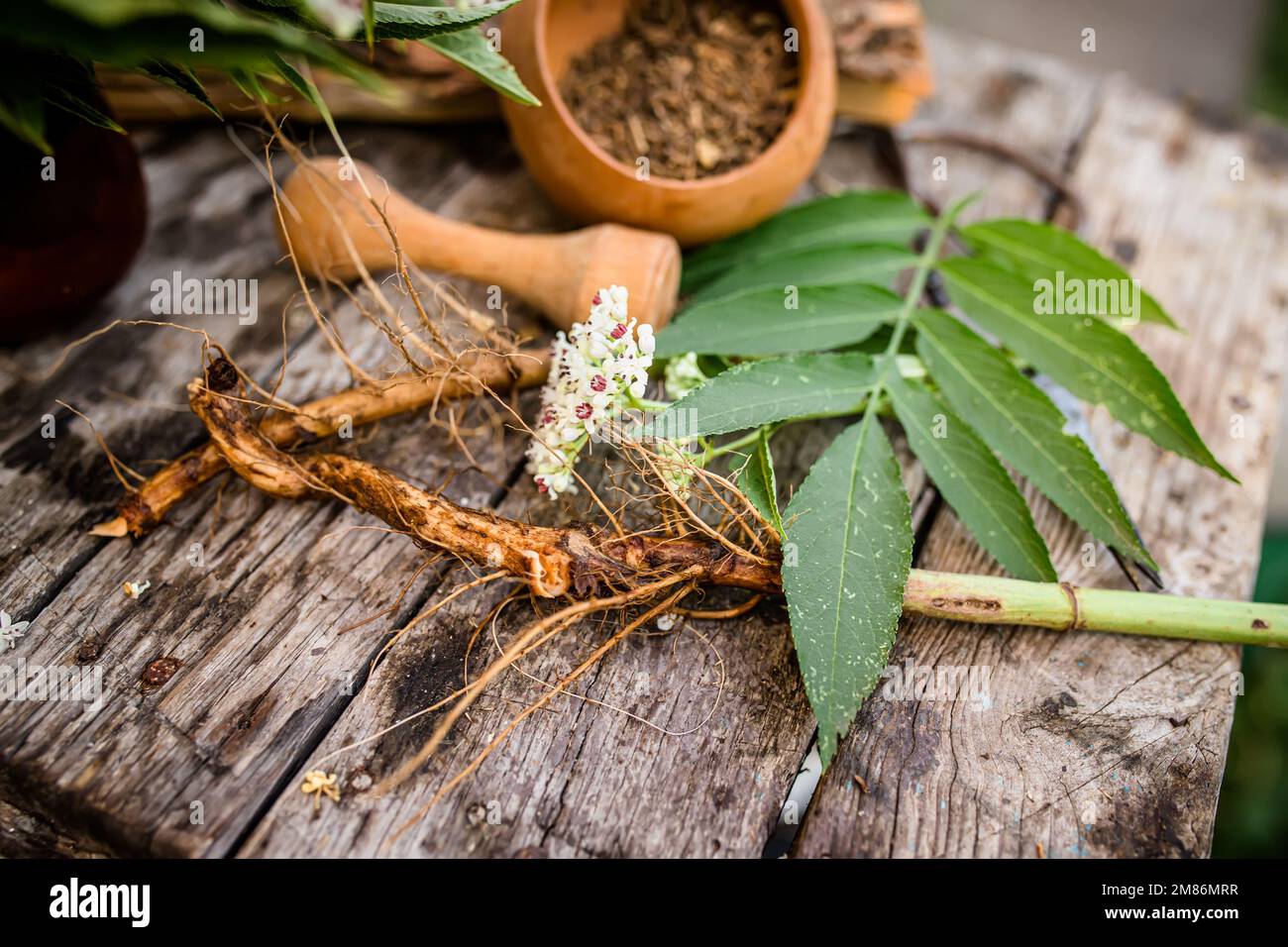 DWARF ELDER Root Dried ORGANIC Bulk Herb Sambucus ebulus, also known as ...