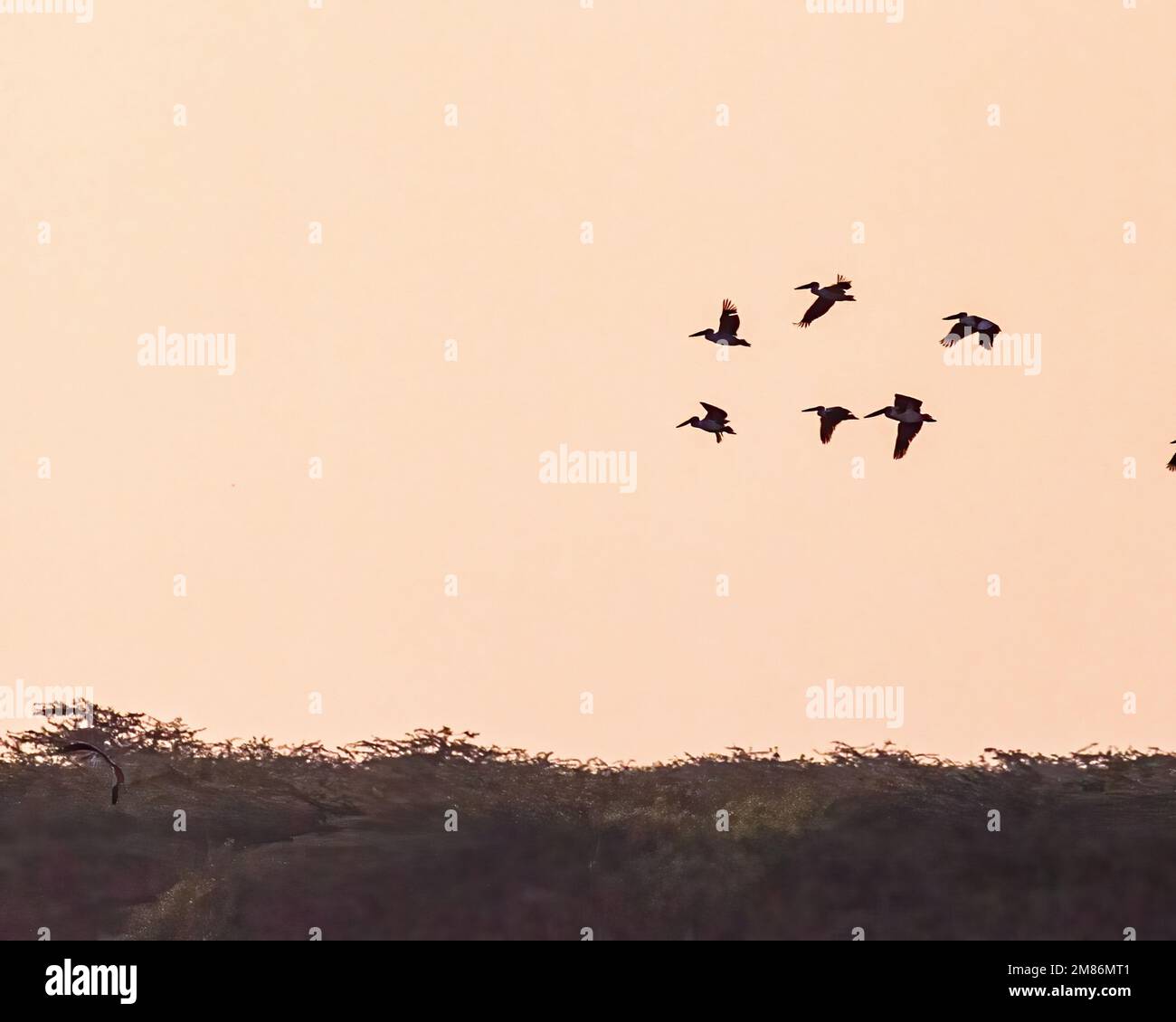 Pelicans flying in clear sky hi-res stock photography and images - Alamy