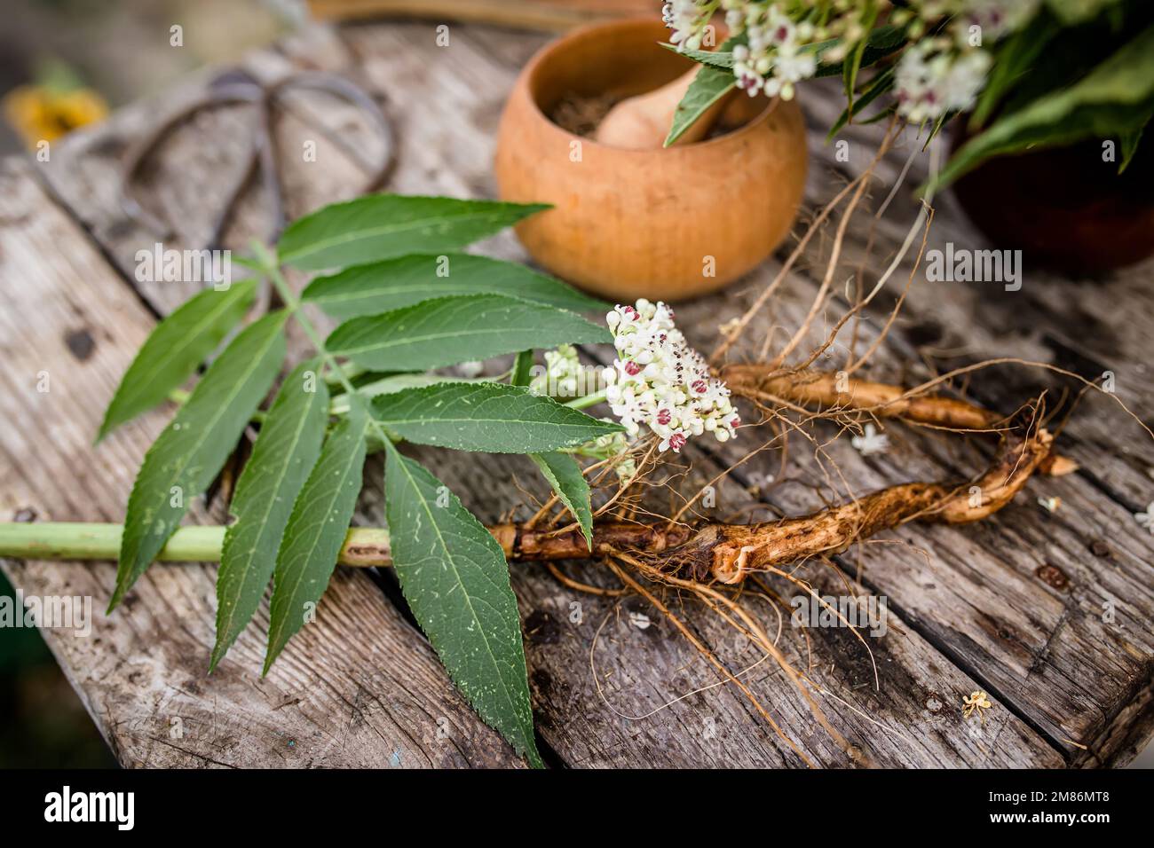 Dried shrub root hi-res stock photography and images - Alamy