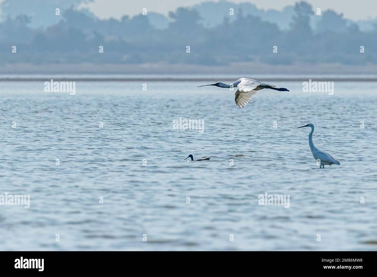 Flying spoon hi-res stock photography and images - Alamy