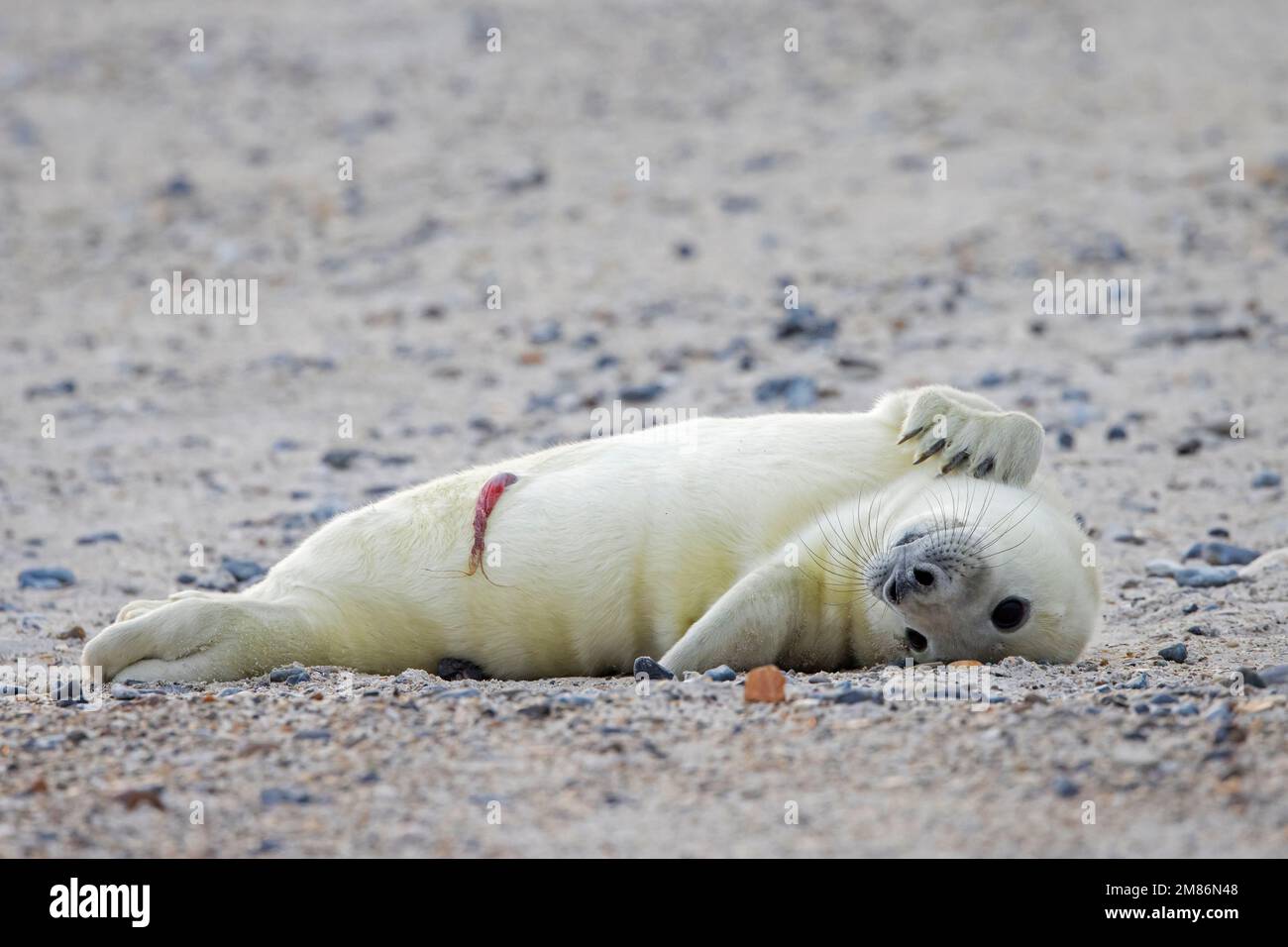 Grey seal / gray seal (Halichoerus grypus) newborn pup showing ...