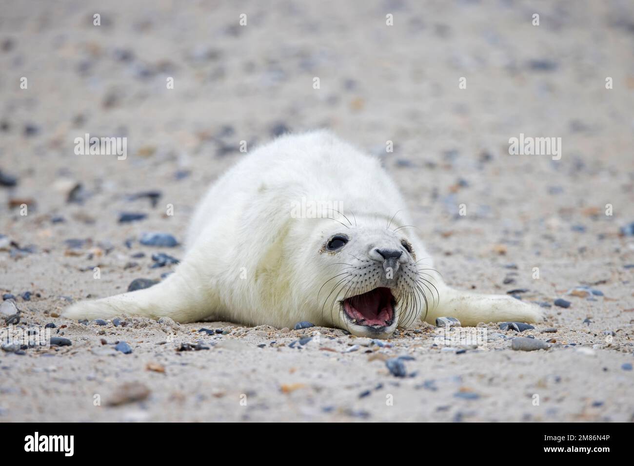Grey seal / gray seal (Halichoerus grypus) portrait of cute newborn pup ...