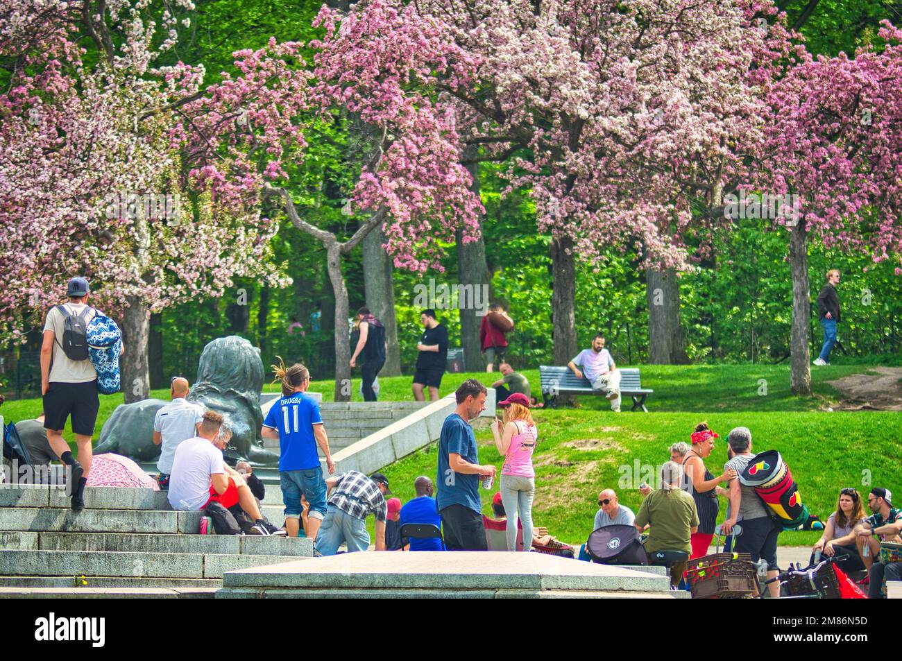 A group of people enjoying their day in an evergreen park with ...