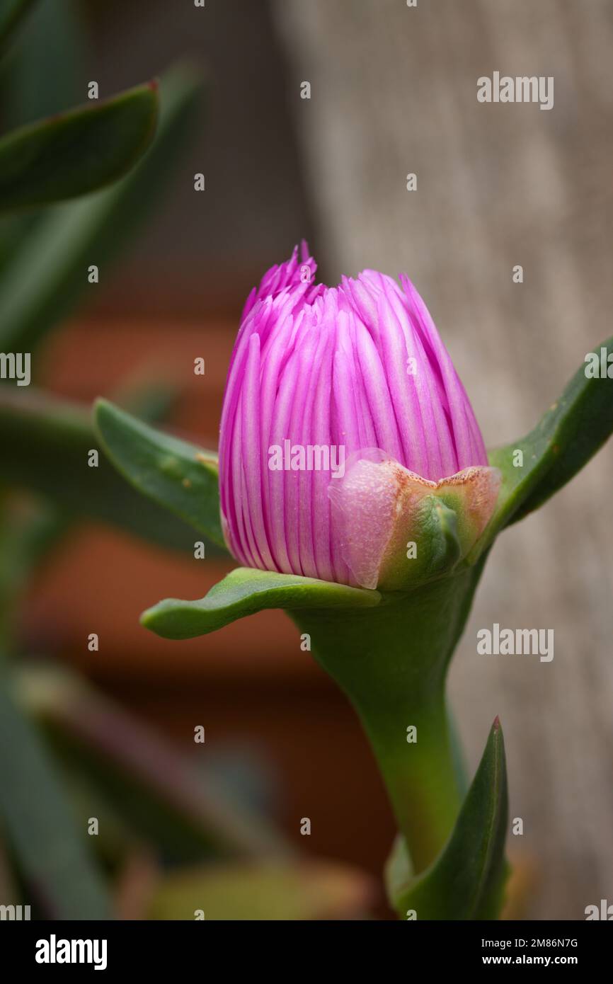 Bea on a flower hi-res stock photography and images - Alamy