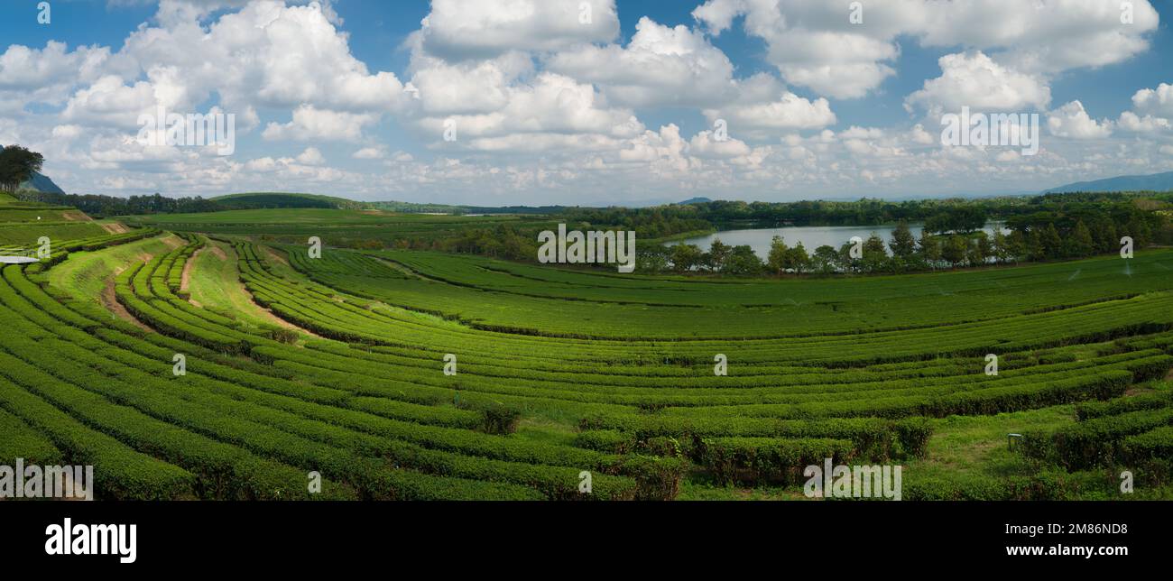 Tea plantations inside Singha park. Green tea field. Chiang Rai ...