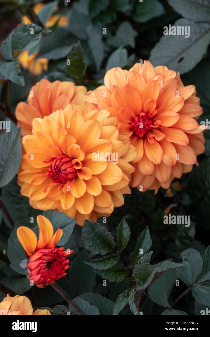 beautiful bright orange pom pom flowers of the dahlia Stock Photo - Alamy