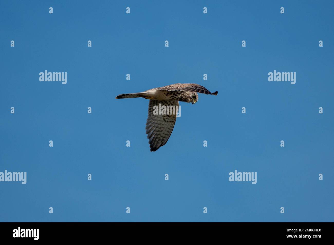 kestrel a bird of prey species belonging to the kestrel group of the ...