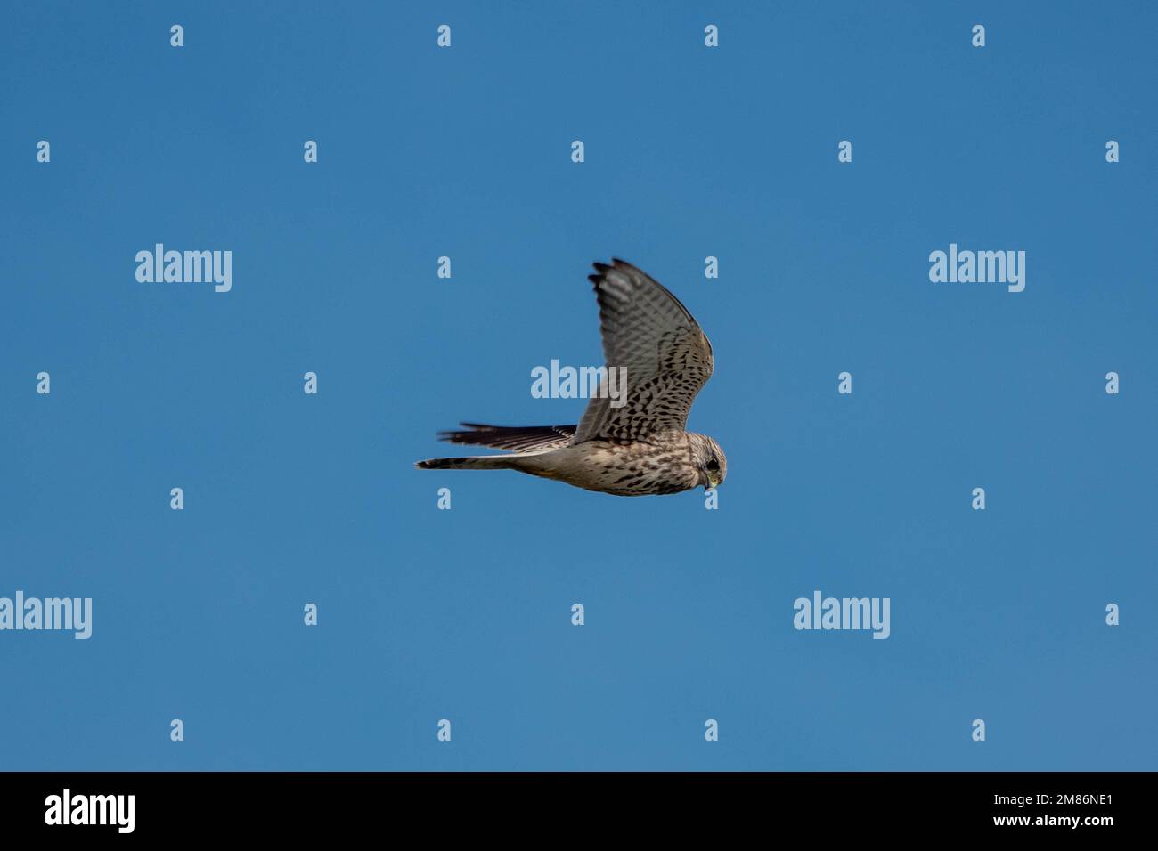kestrel a bird of prey species belonging to the kestrel group of the ...