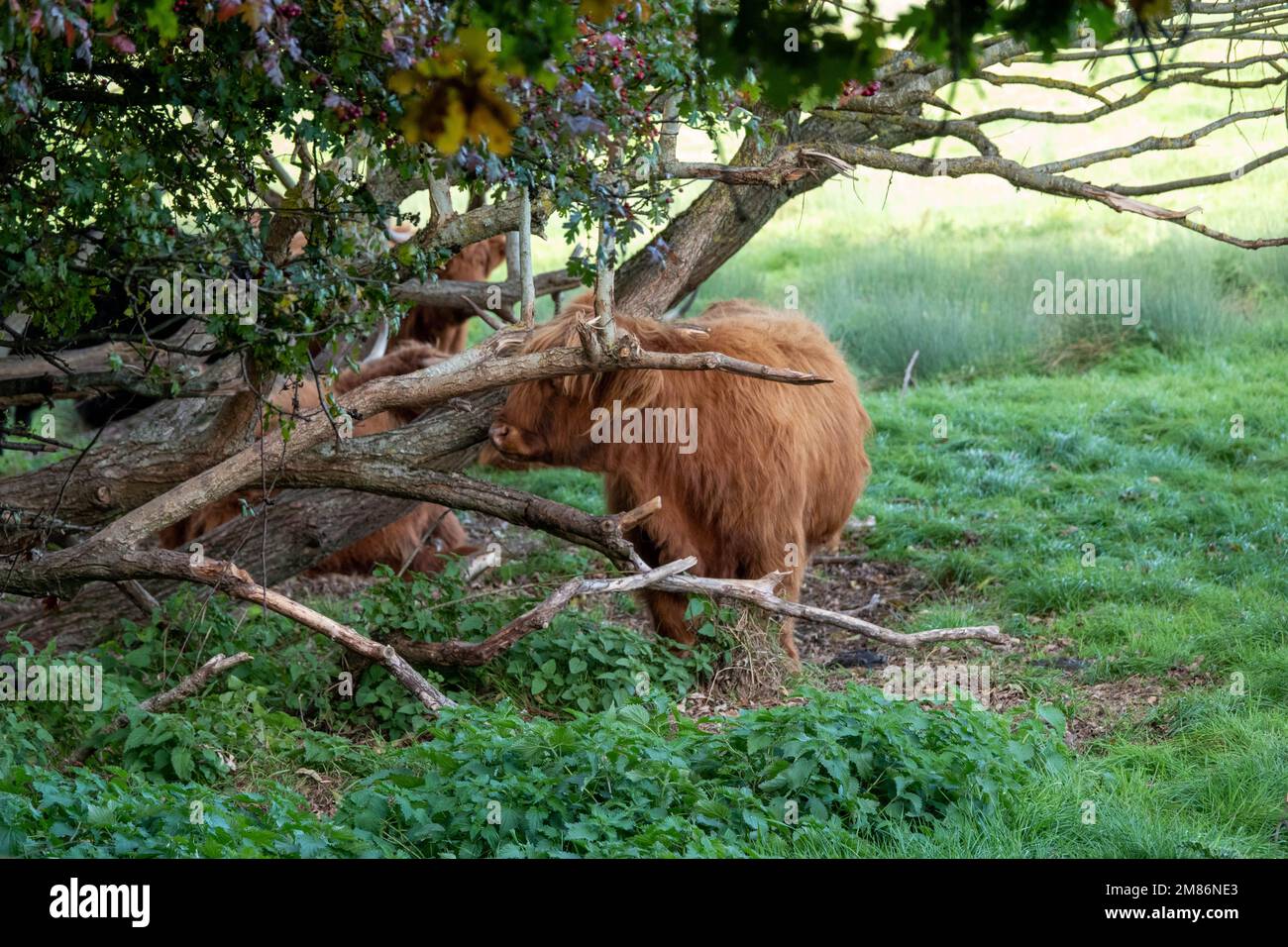 Highland cow having a scratch on a tree Stock Photo - Alamy