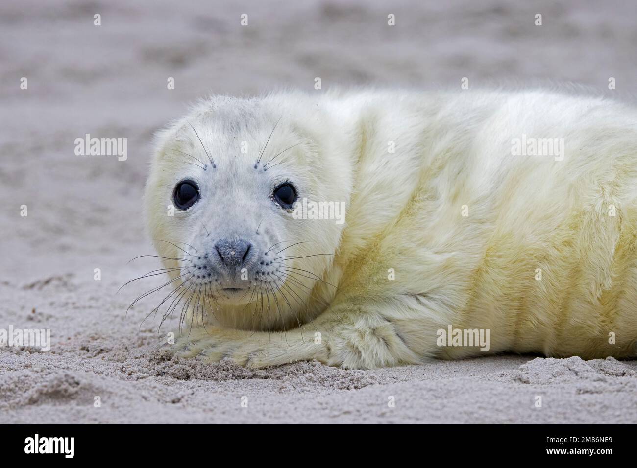 Grey seal / gray seal (Halichoerus grypus) close-up portrait of newborn ...