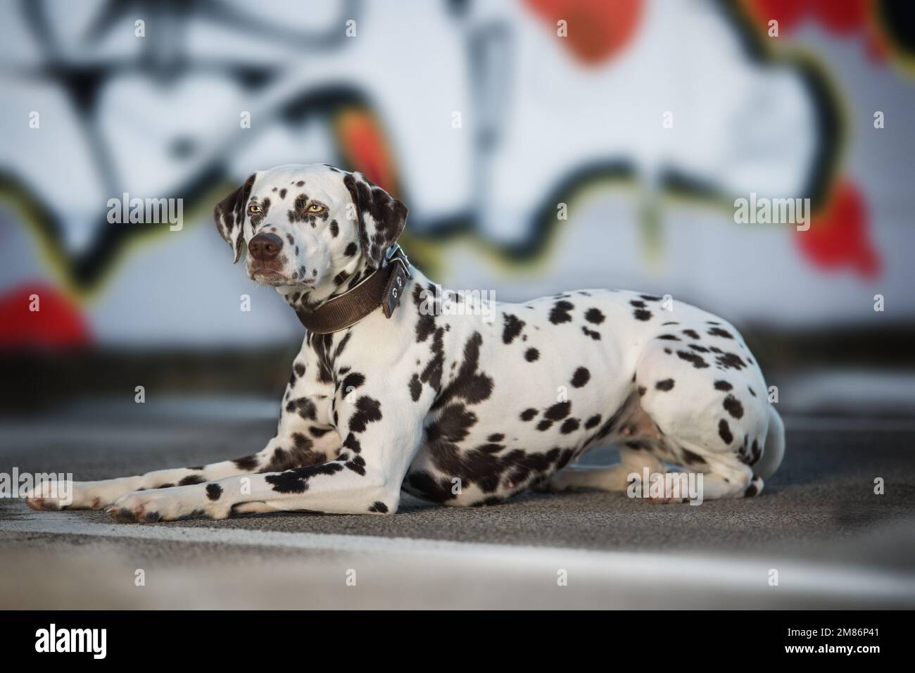 Adult dalmatian dog with graffiti in the background looking to the ...