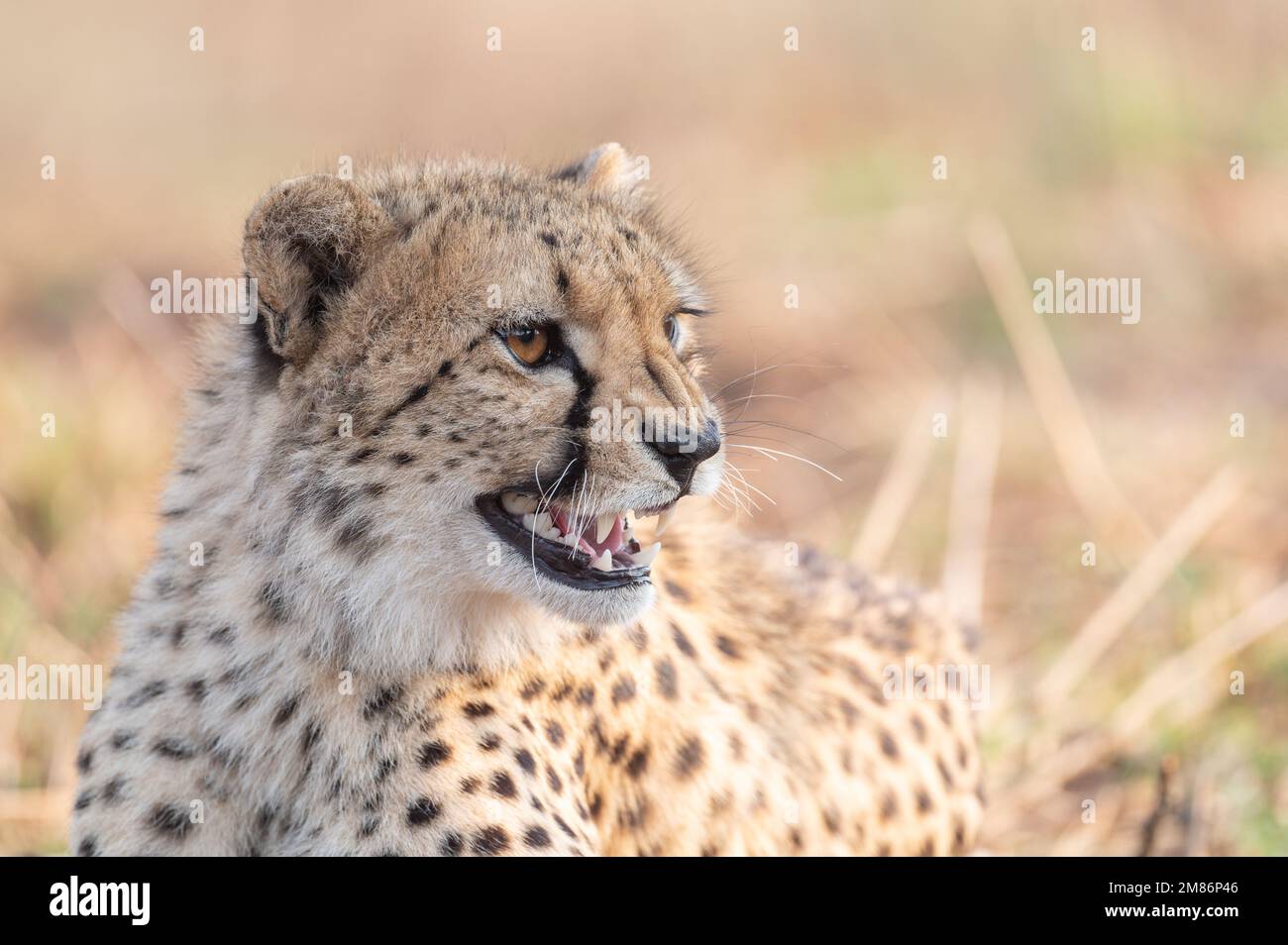 Cheetah hissing and showing its teeth in South Africa Stock Photo - Alamy