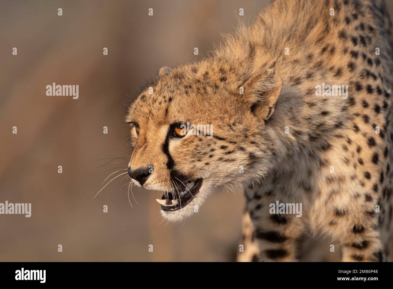 Cheetah hissing and showing its teeth in South Africa Stock Photo - Alamy