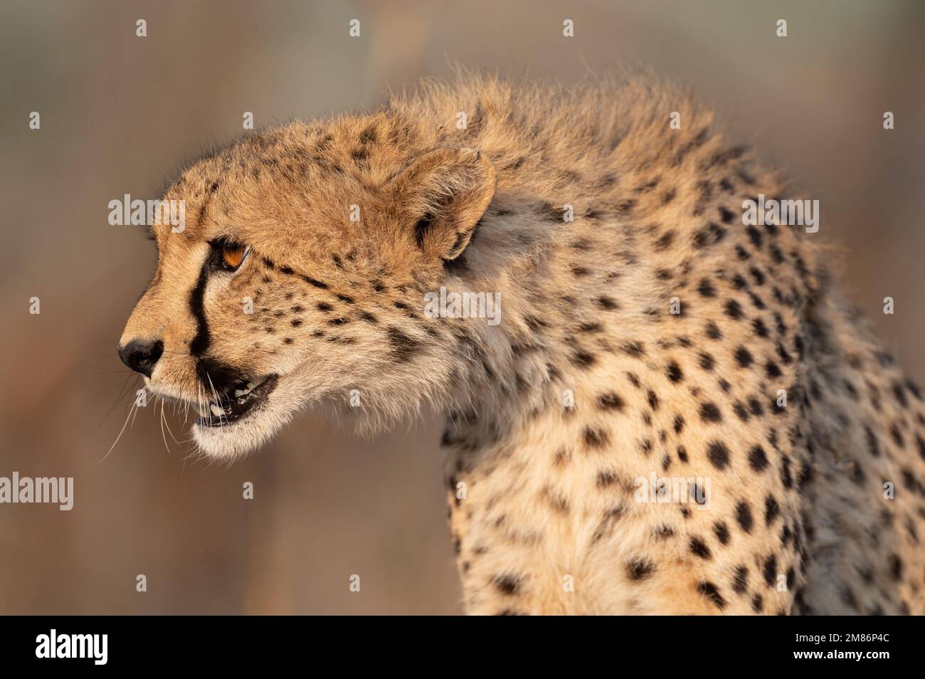 Cheetah hissing and showing its teeth in South Africa Stock Photo - Alamy