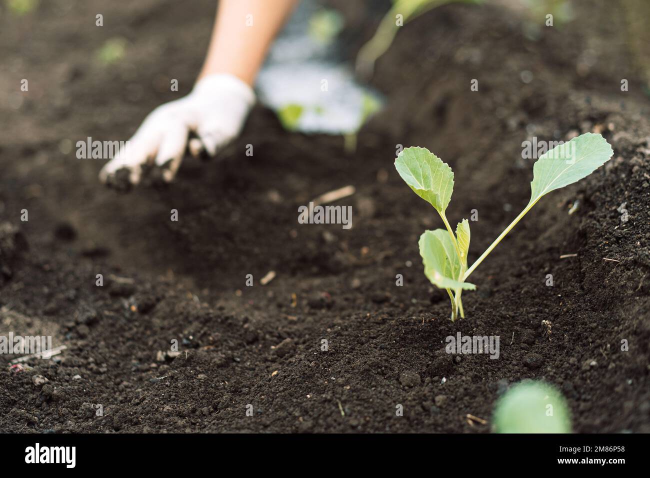 Field planted young cabbage hi-res stock photography and images - Alamy