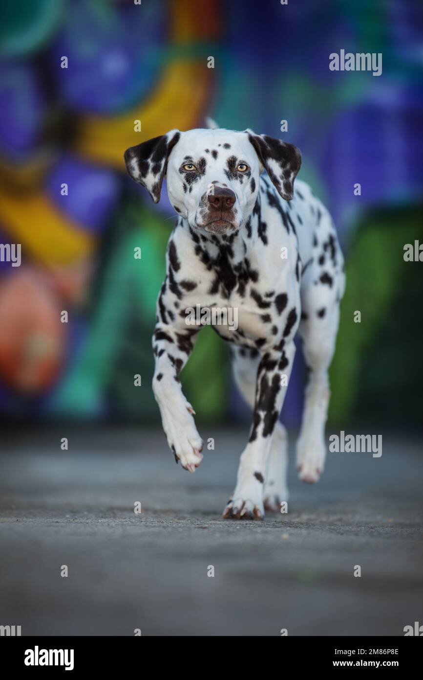 Adult dalmatian dog with painted background running to the camera Stock ...