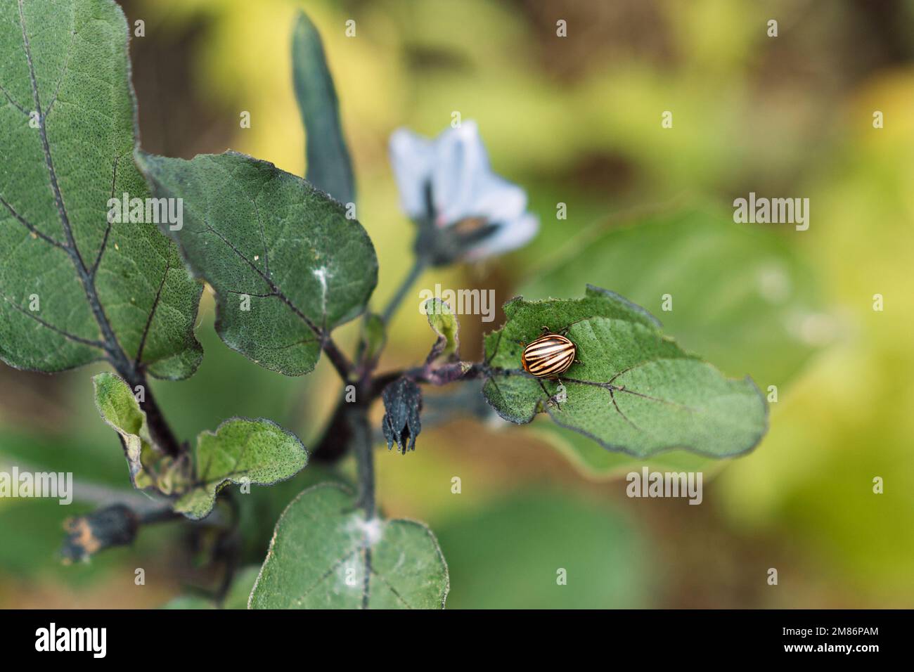 Colorado beetle eats potato leaves hi-res stock photography and images ...
