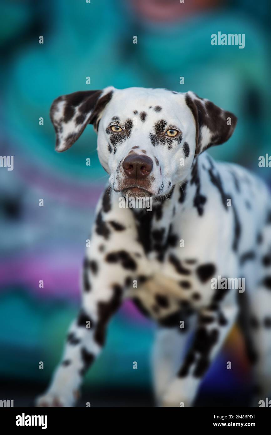 Adult dalmatian dog with painted background running to the camera Stock Photo - Alamy