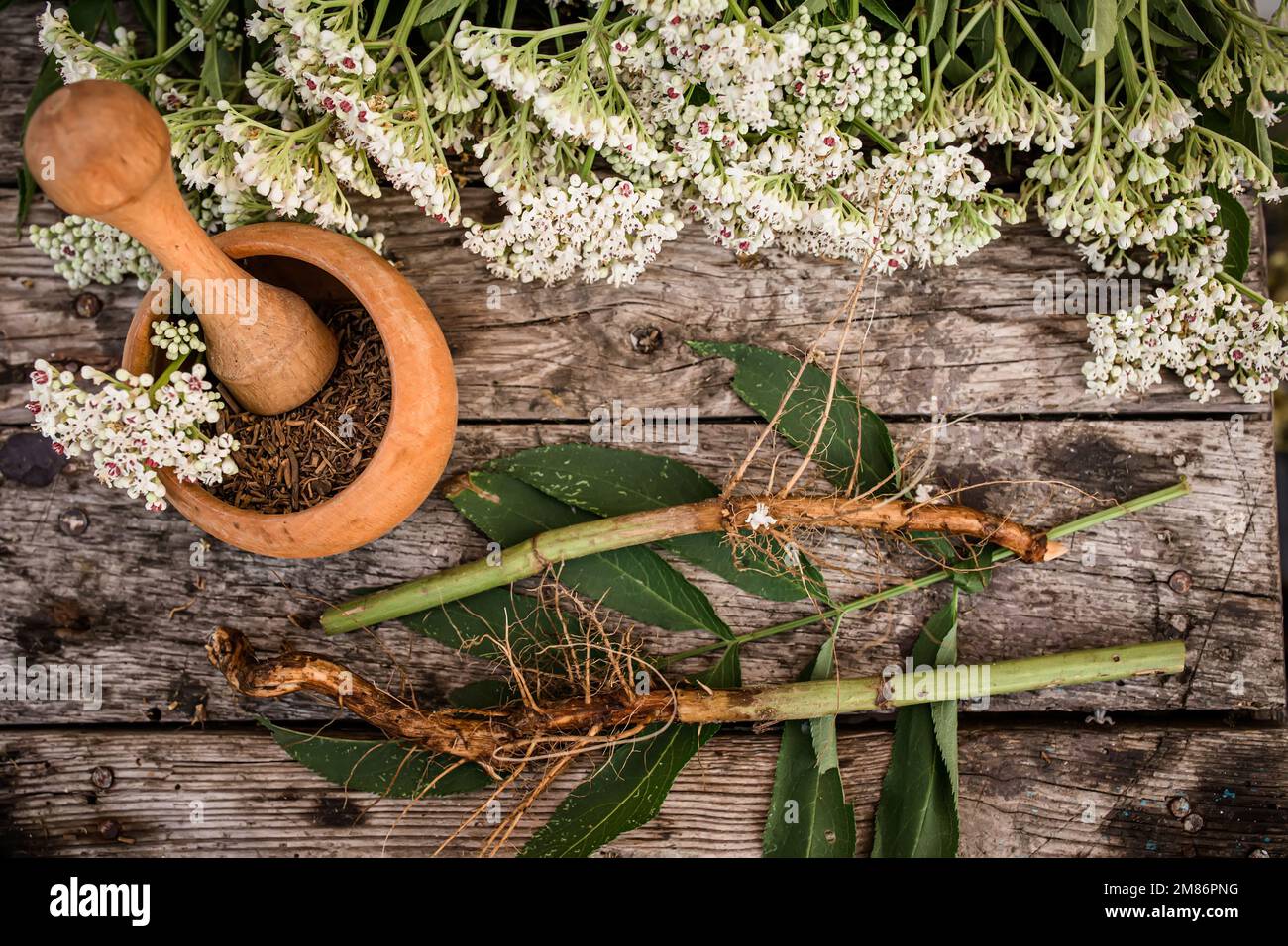 Elder herbaceous - a medicinal plant used to treat rheumatism, gout ...