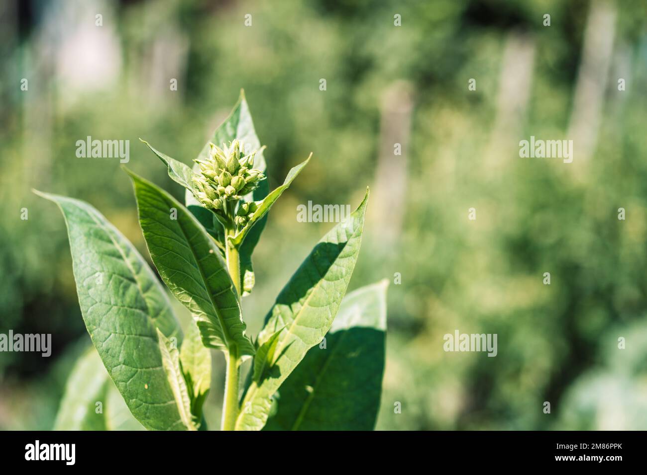 Growing bush of tobacco close-up Stock Photo - Alamy