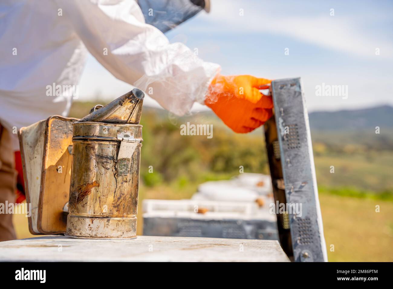 beekeeper opening and checking his bee hives using his beekeeping ...