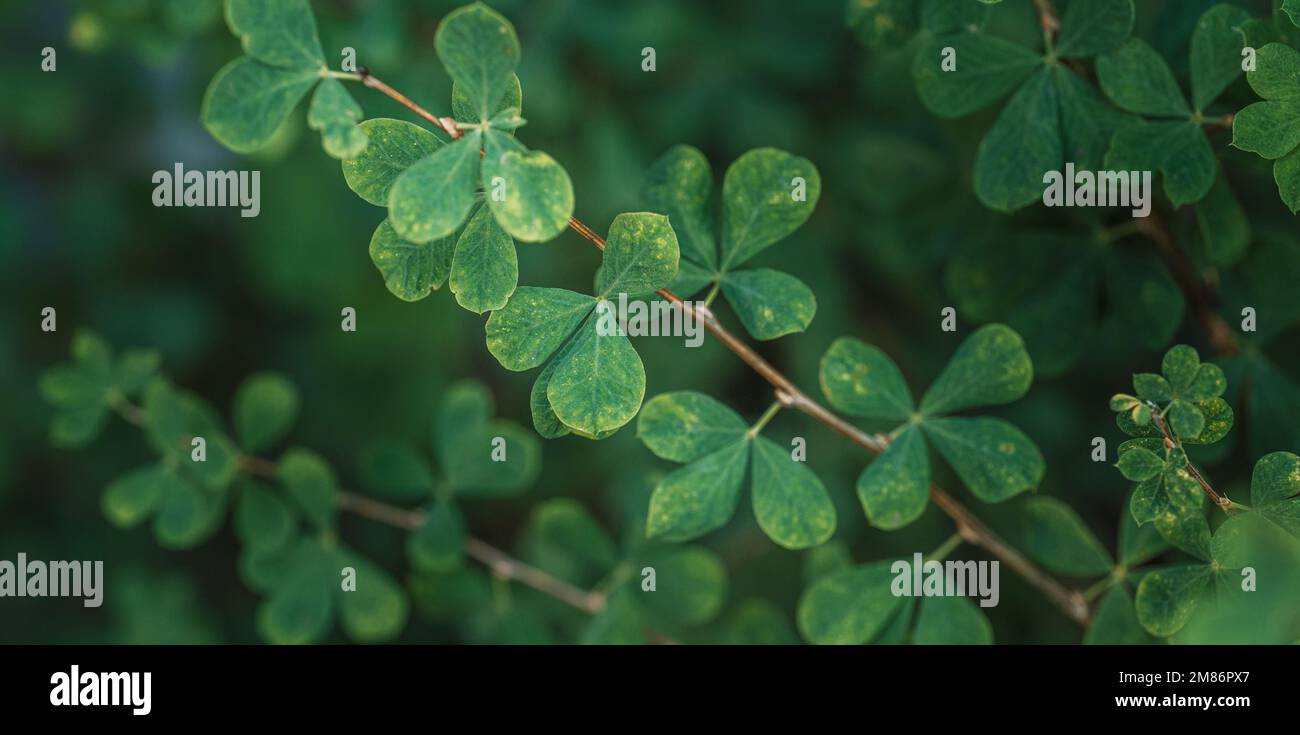 Shrub background with green leaves against blurred background Stock ...