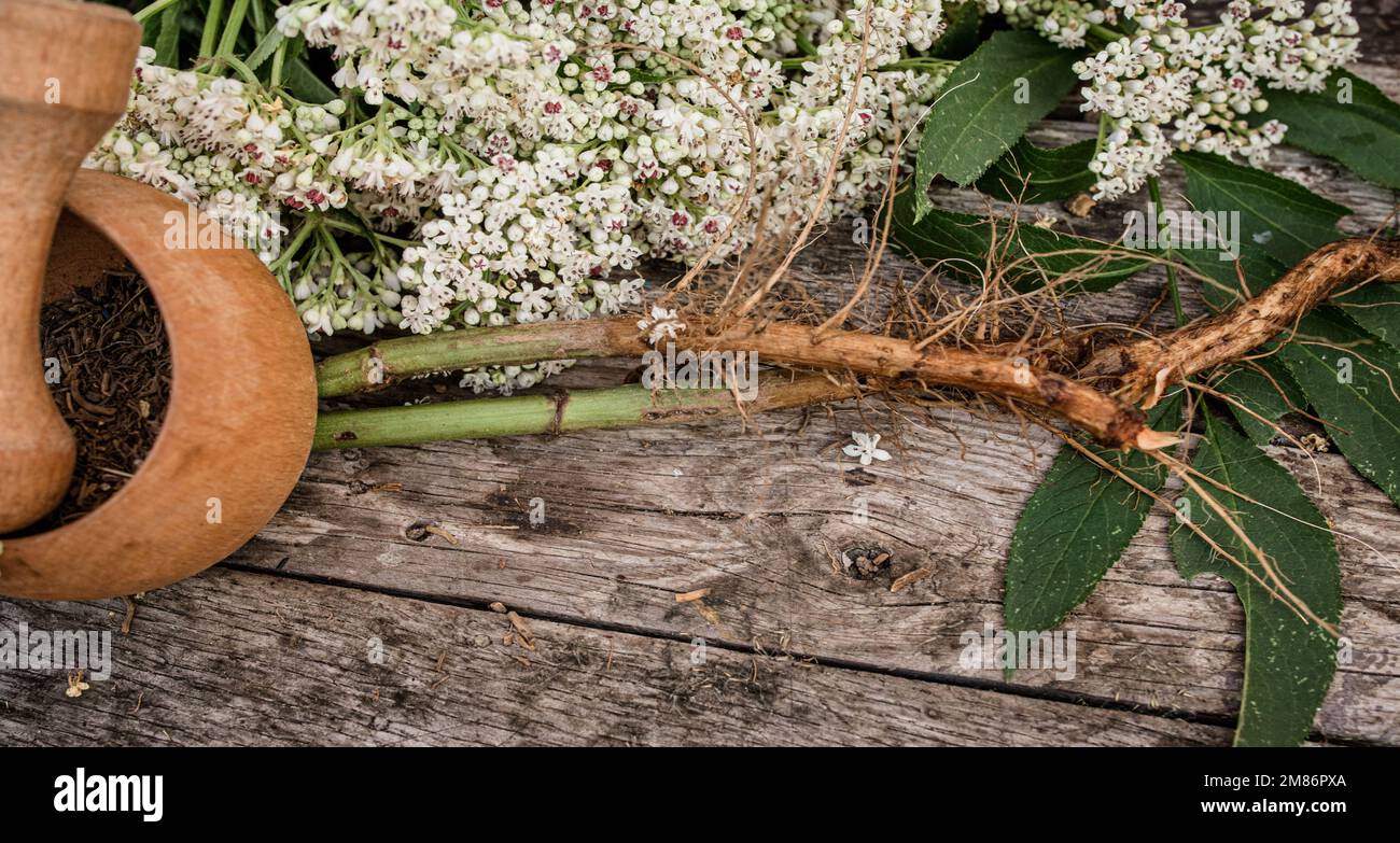 Elder herbaceous - a medicinal plant used to treat rheumatism, gout ...