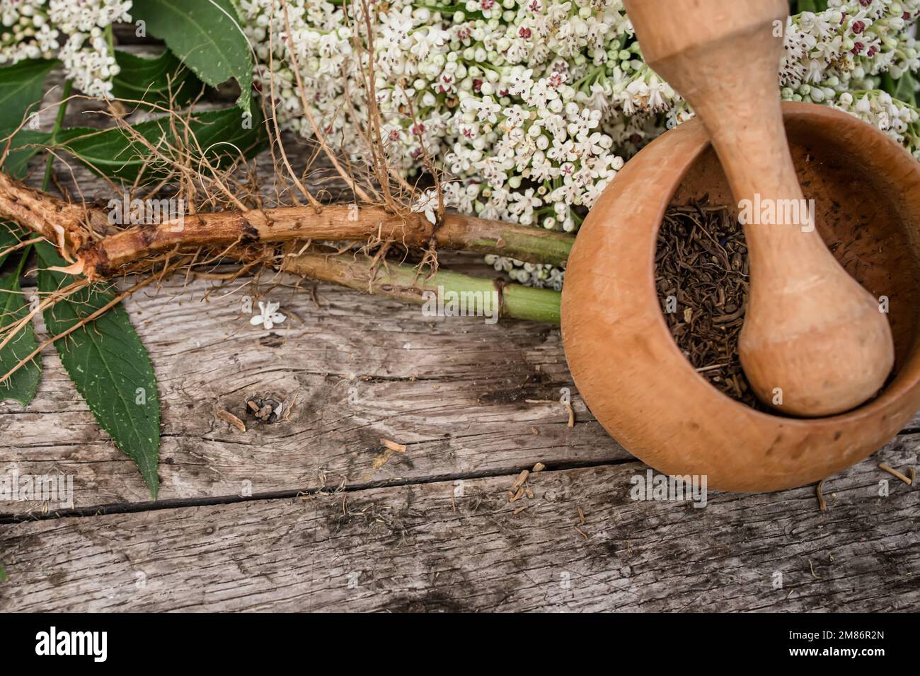 Elder herbaceous - a medicinal plant used to treat rheumatism, gout ...