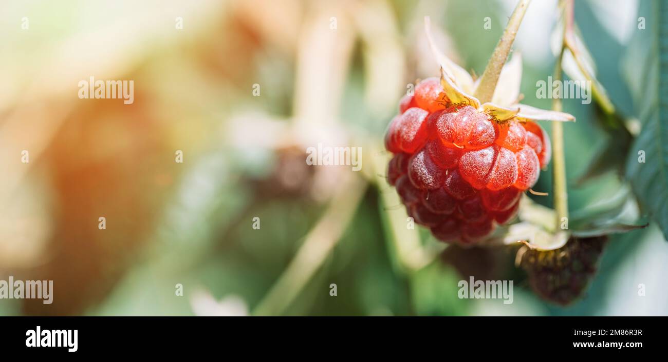 Macro photography of raspberries in the sun Stock Photo - Alamy
