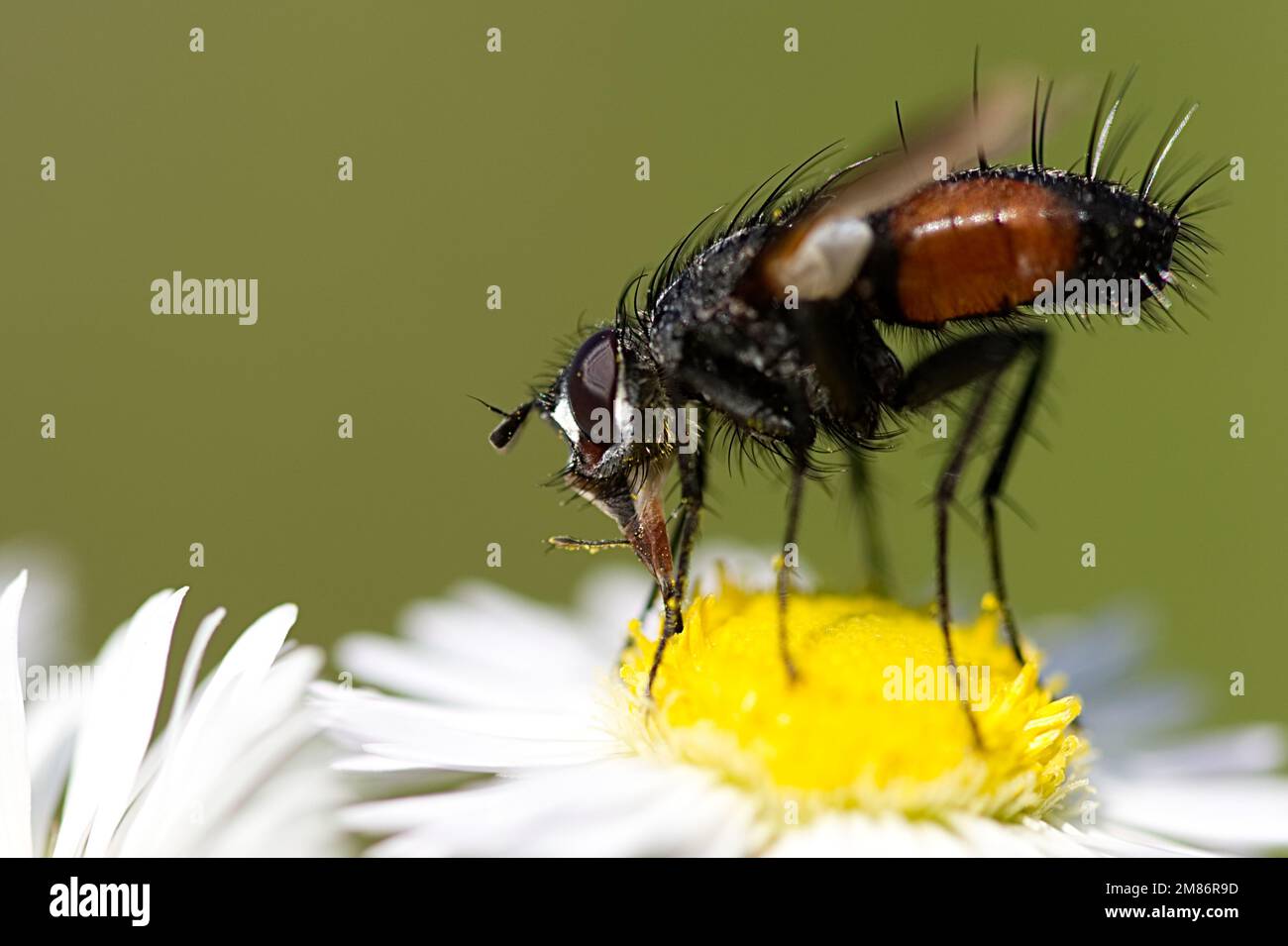 Insect up close hi-res stock photography and images - Alamy