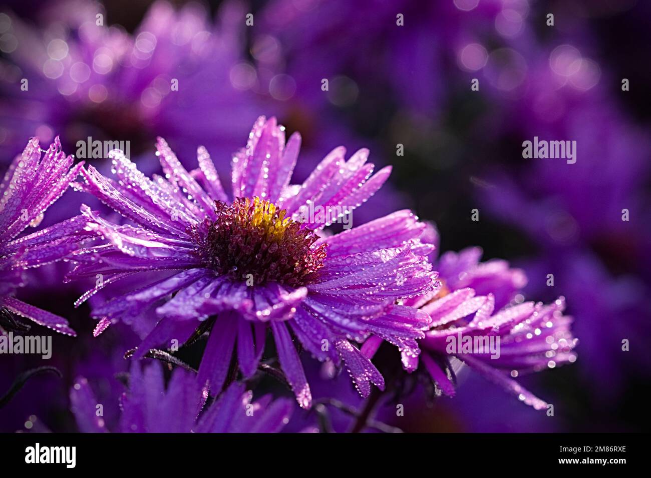 Cool morning dew drops hi-res stock photography and images - Alamy