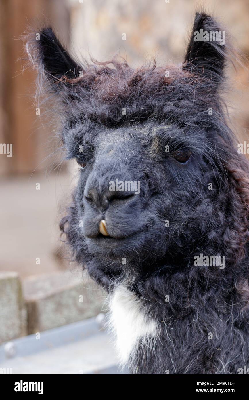 A hairy black llama in the zoo Stock Photo - Alamy
