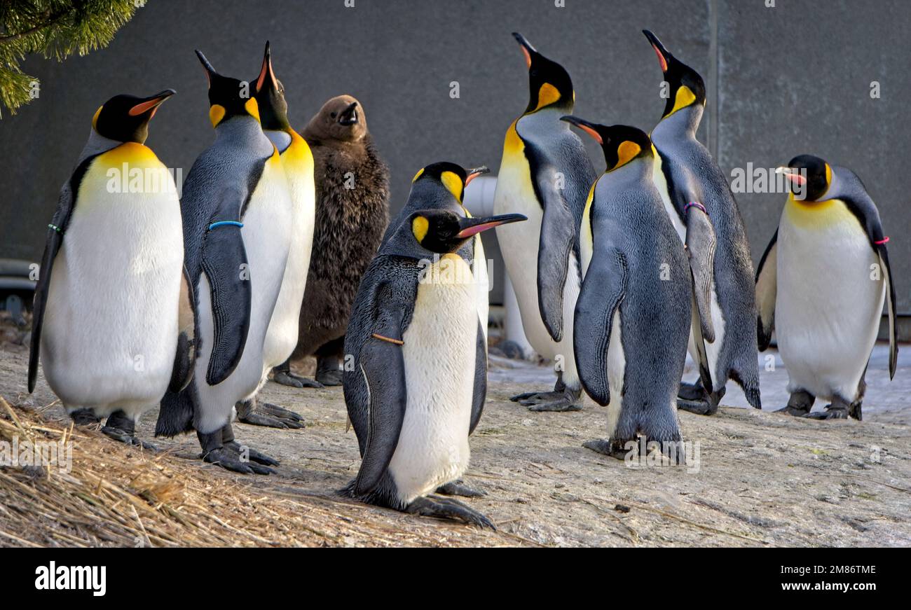 king penguins Calgary Zoo Alberta Stock Photo - Alamy