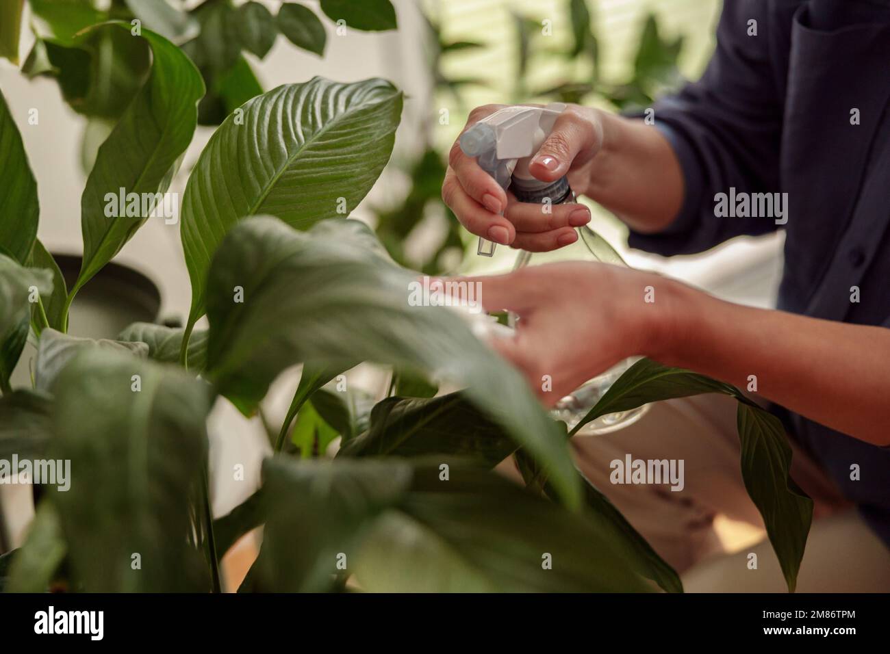 Close up of woman hands taking care and watering houseplants at home ...