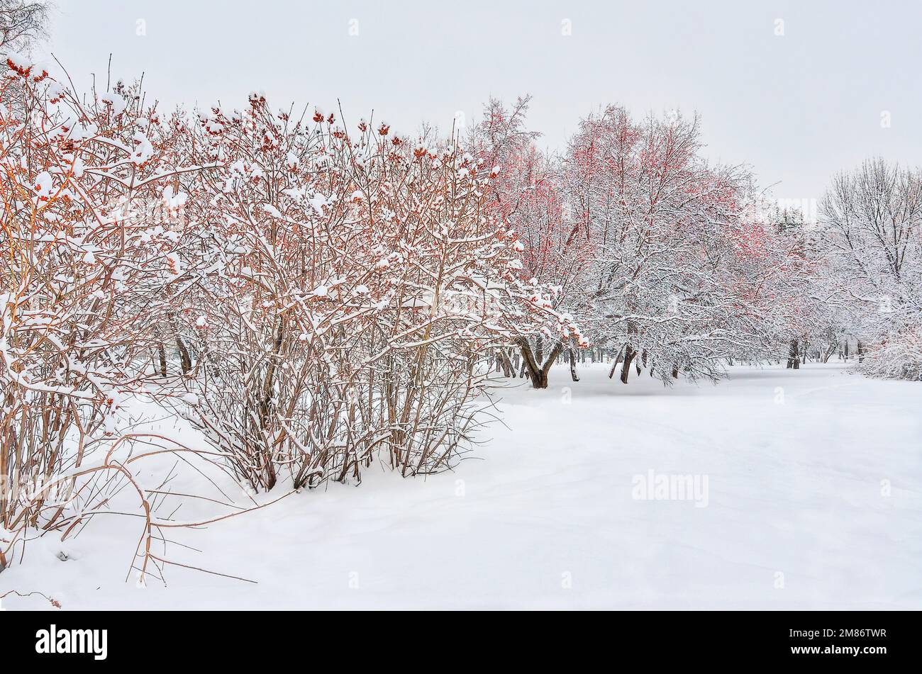 Winter snowy city park. Snow-covered wild apple tree with red fruits ...