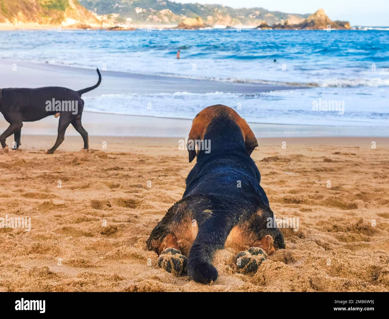 Dog lying on the sand on the beach and relaxing in Mazunte Oaxaca ...