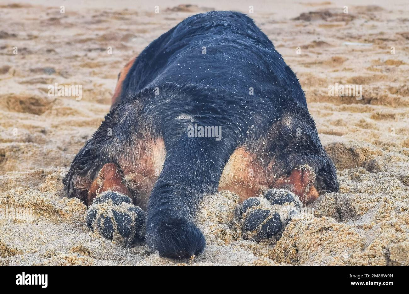 Dog lying on the sand on the beach and relaxing in Mazunte Oaxaca ...