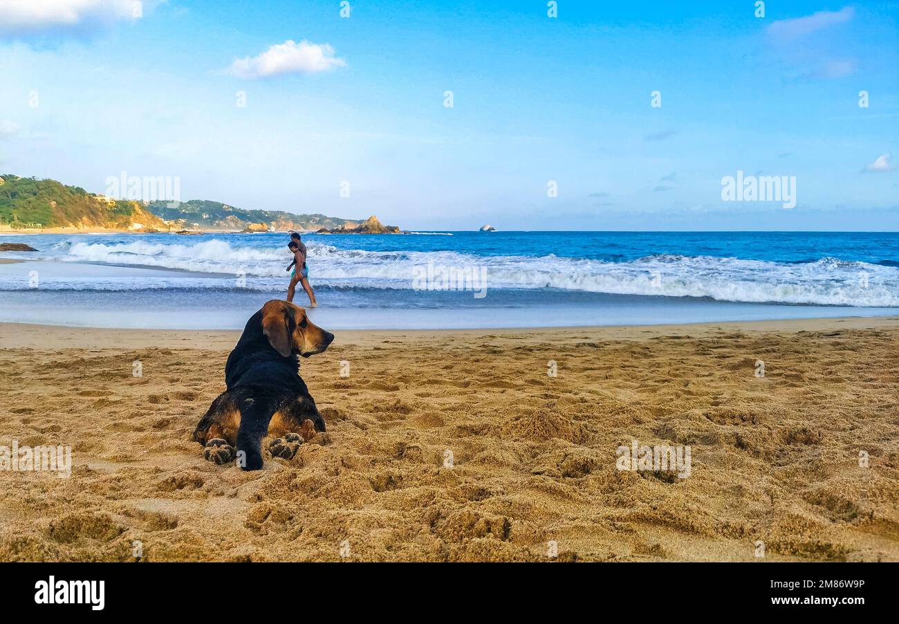 Dog lying on the sand on the beach and relaxing in Mazunte Oaxaca ...