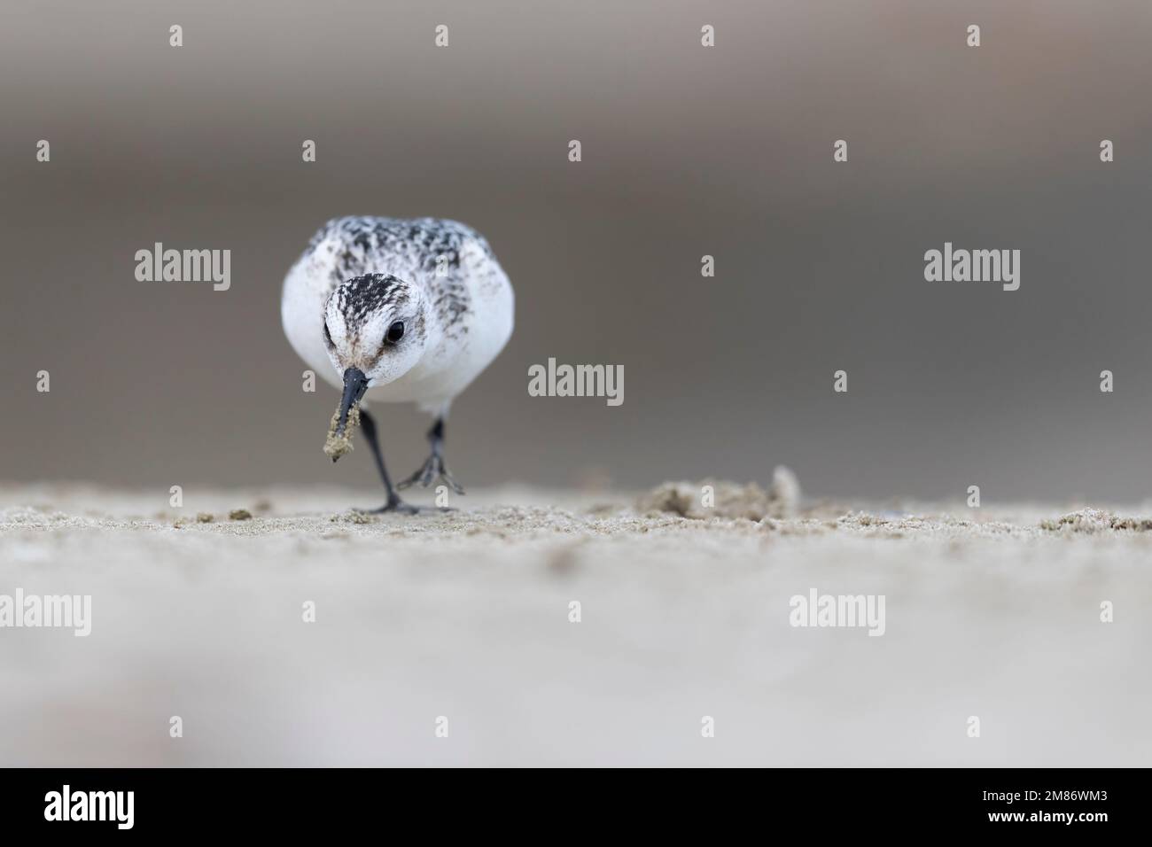 The sanderling (Calidris alba) small wading bird Stock Photo - Alamy