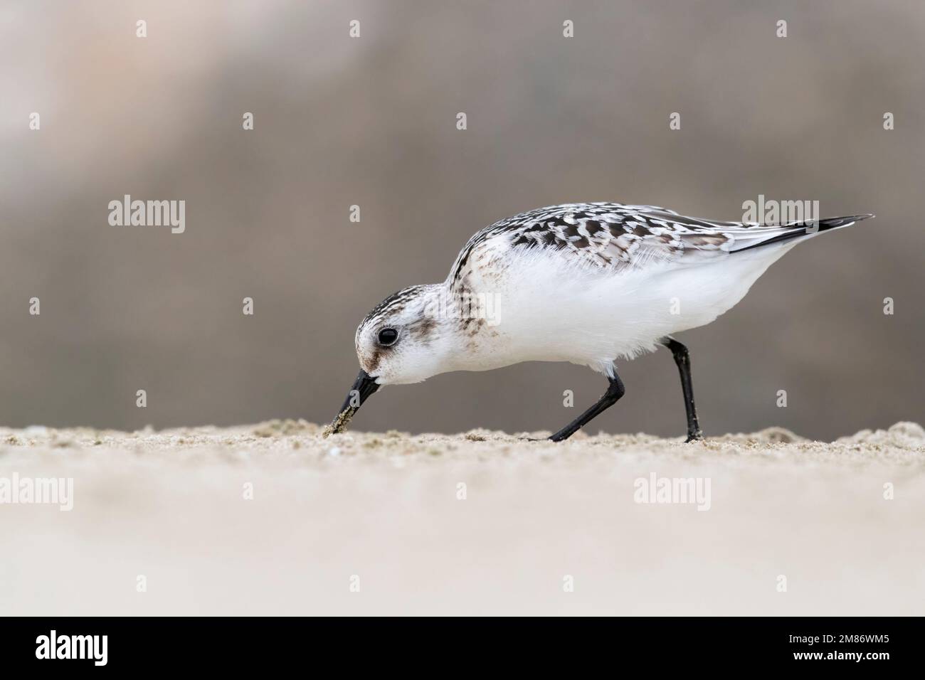 The sanderling (Calidris alba) small wading bird Stock Photo - Alamy